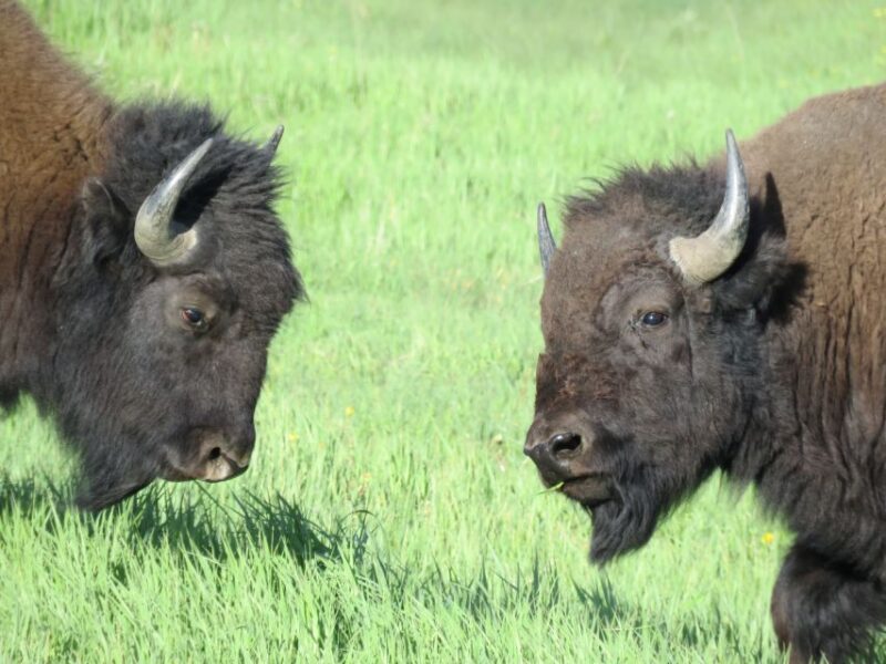 From Jackson Hole: Grand Teton National Park Sunrise Tour - The Sum Up