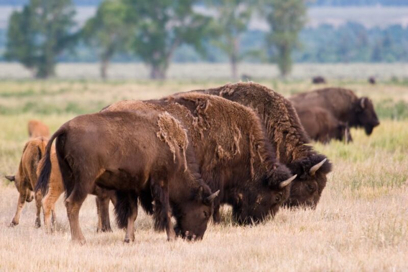 From Jackson Hole: Half-Day Grand Teton Wildlife Tour - Practical Details: Timing, Group Size, and Cost