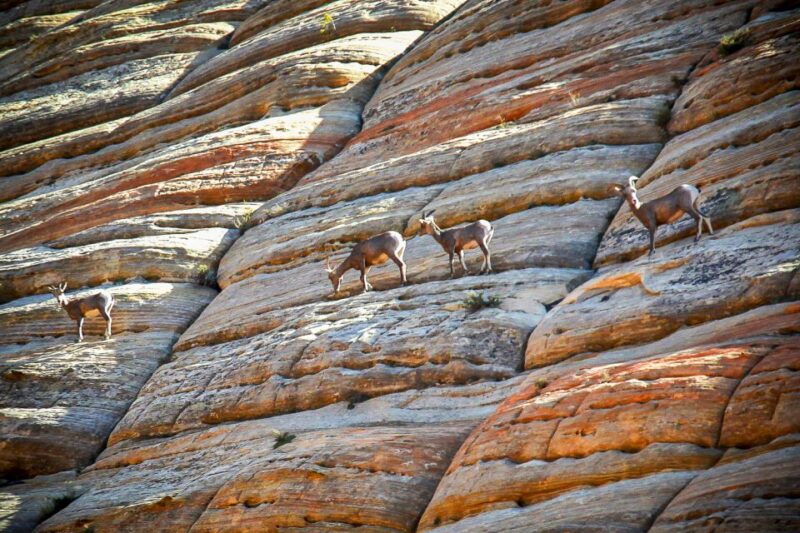 From Las Vegas: VIP Small-Group Zion National Park Adventure - The Sum Up
