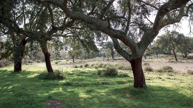 From Lisbon to Alentejo: Évora and Megaliths Full-Day Tour - Transportation and Accessibility