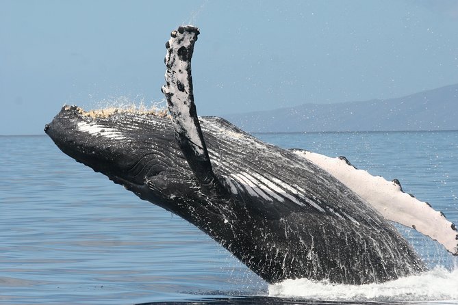 From Maalaea Harbor: Whale Watch Cruise Aboard the Malolo - Tips for a Great Whale Watching Experience