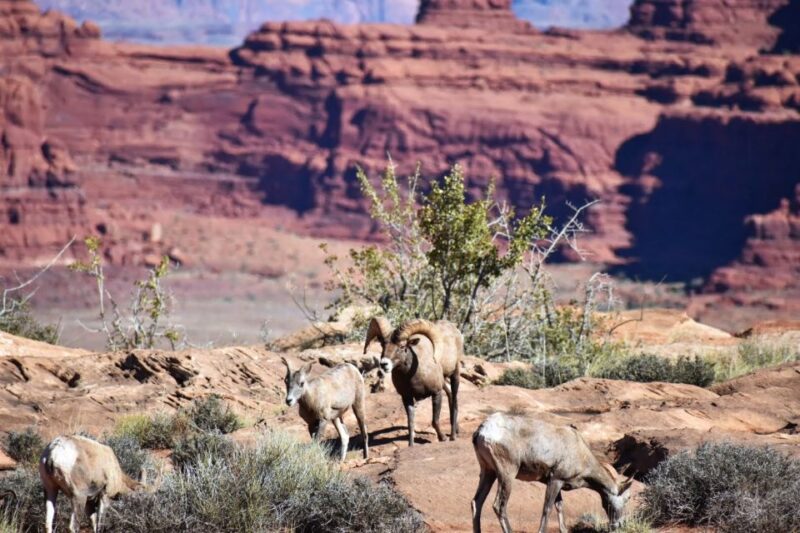 From Moab: Canyonlands 4x4 Drive and Colorado River Rafting - What to Bring and Wear