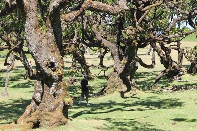 Full-Day Small Group Jeep Safari Tour From Funchal - Traveler Reviews and Testimonials