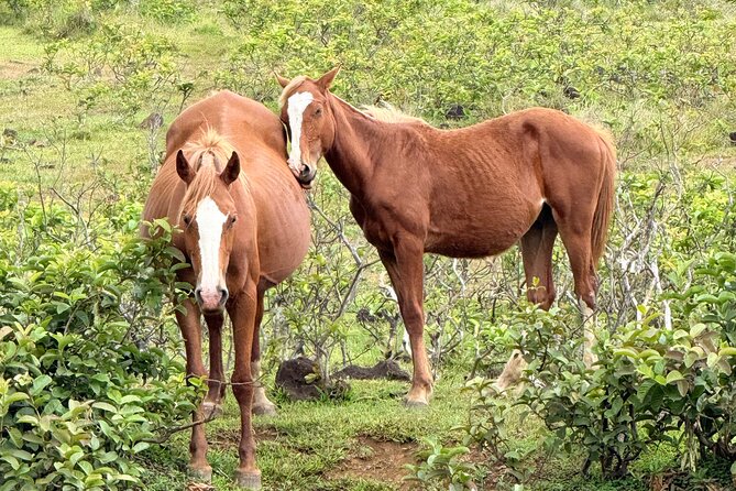 Full Day Tour in Rapa Nui - Booking and Cancellation