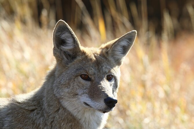 Grand Teton and Yellowstone Self-Guided Driving Tours Bundle - Frequently Asked Questions