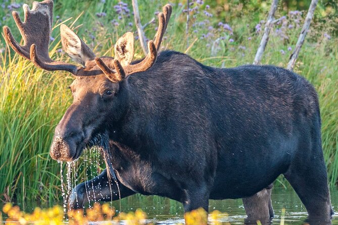 Grand Teton National Park Tour From Jackson Hole - Preparing for Your Grand Teton Adventure