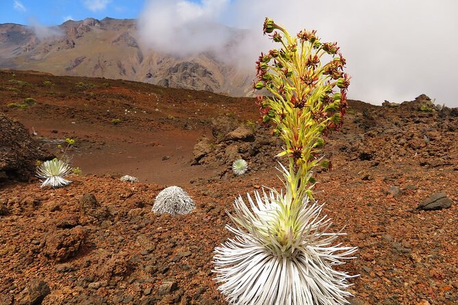Haleakala Classic Vehicle Sunrise Tour With Breakfast - Preparation and Booking Advice