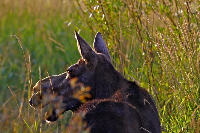 Half Day Group Sunrise Wildlife Safari - Education and Interpretive Commentary