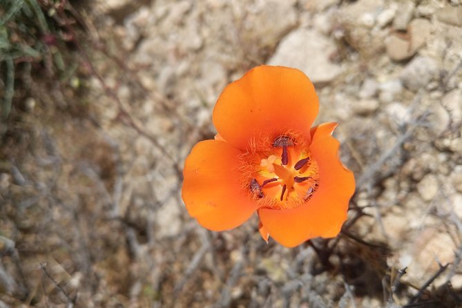 Half-Day Guided Hike in Joshua Tree National Park - Traveler Testimonials and Recommendations
