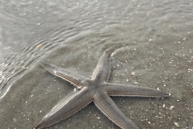 Hilton Head Dolphin Tour With Stop at Disappearing Island - Departure Point and Tour Schedule