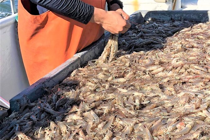 Hilton Head Shrimp Trawling Boat Cruise - The Sum Up