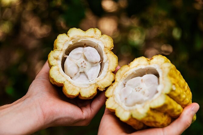Kauai Chocolate Farm Tasting Tour - Guest Feedback and Recommendations