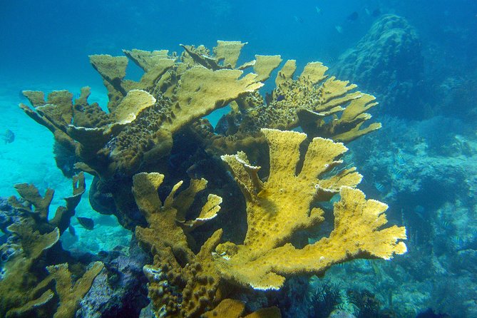 Key Largo Snorkeling Tour - Rental Mask, Fins and Vest INCLUDED - Frequently Asked Questions