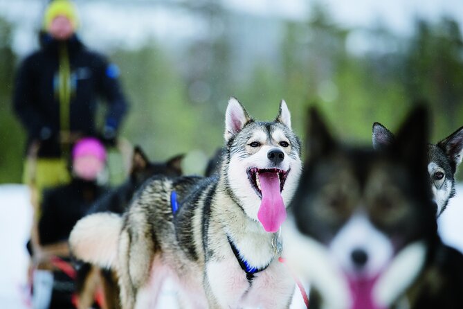 Lapland Reindeer and Husky Safari From Levi - Weather Considerations and Safety Precautions