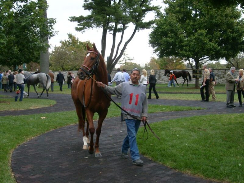 Lexington: Thoroughbred Horse Farm Tour and Scenic Bluegrass - FAQs