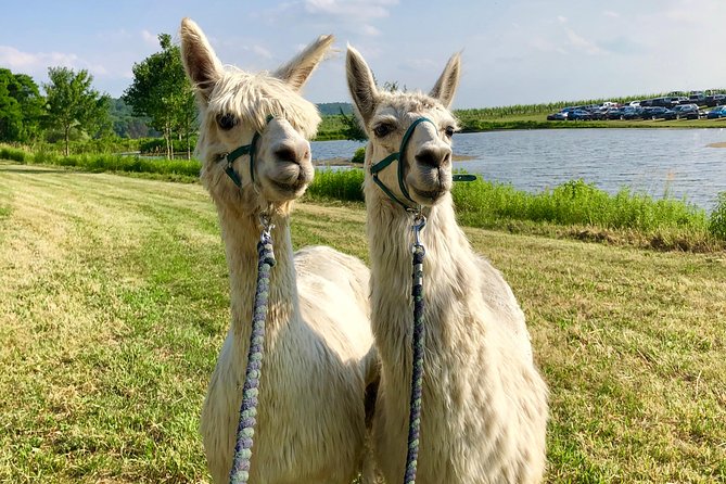 Llama/Alpaca Hike and Farm Tour - Interacting With the Farm Animals