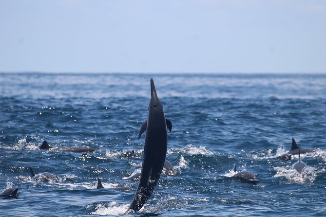 Marine Tour Combo Marino Ballena National Park - Recommended Packing and Preparation