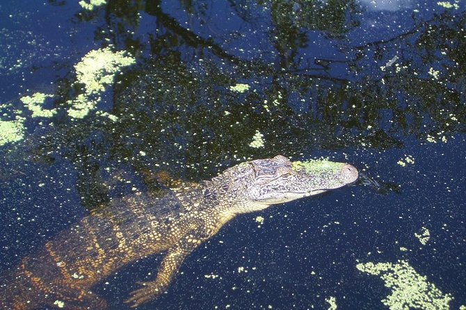 New Orleans Swamp Tour Boat Adventure with Transportation - FAQ