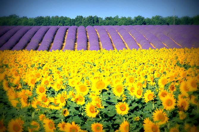 Nice: Gorges of Verdon and Fields of Lavender Tour - Additional Considerations
