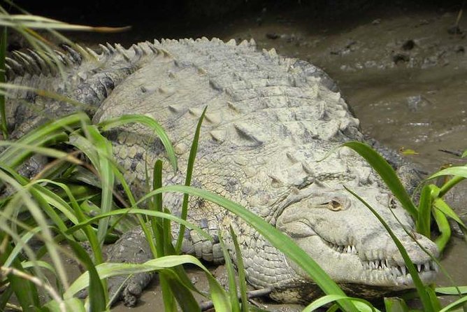 Palo Verde Riverboat Tour - Enjoying the Local Cuisine and Hospitality