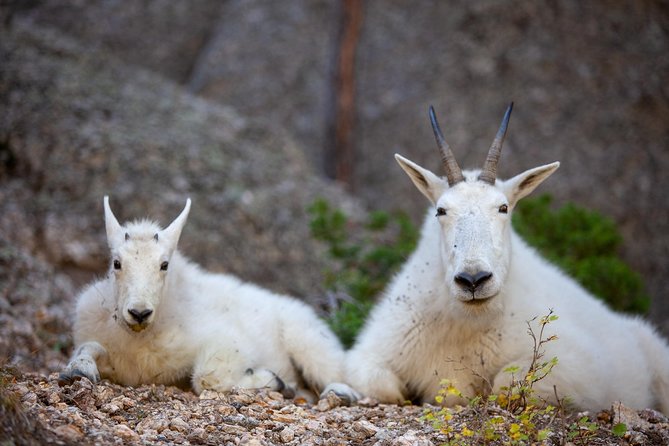 Premiere Private Black Hills Tour: Mt Rushmore, Crazy Horse & Custer State Park - Custer State Park