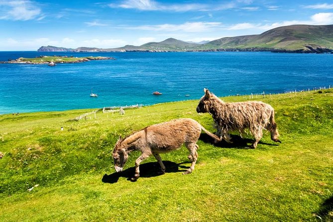 Private Tour of Dingle and Slea Head With Accredited Guide - Inclusions and Cost of the Private Tour