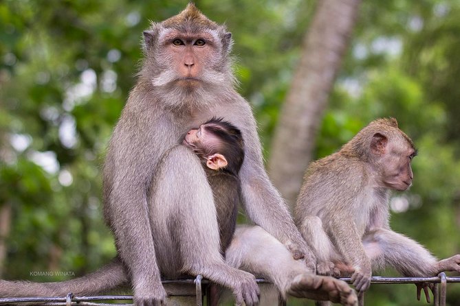 Private Tour: Ubud Highlights - FAQs