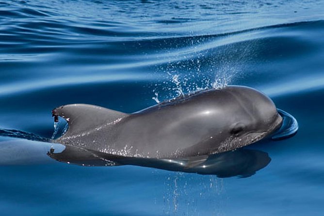 Private Yacht Tour With Whale and Dolphin Watching 42 Foot Boat - Frequently Asked Questions