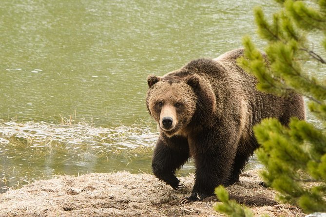Private Yellowstone Wildlife Sightseeing Tour - Preparing for Your Tour