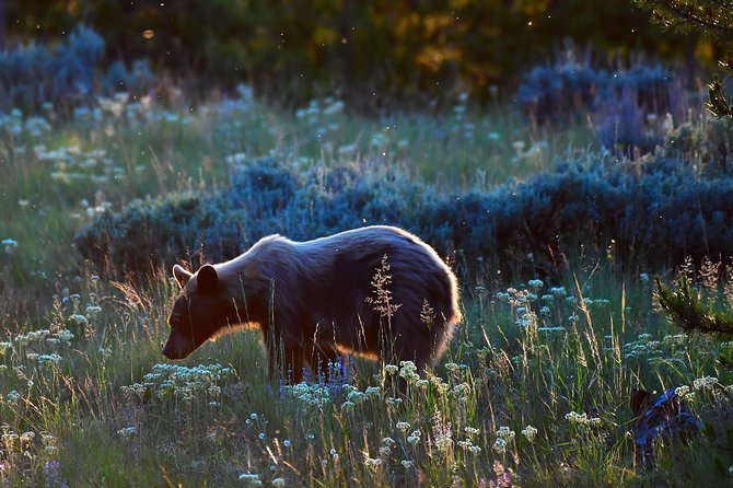 Private Yellowstone Wolf Watching & Wildlife Safari + Lunch - Frequently Asked Questions