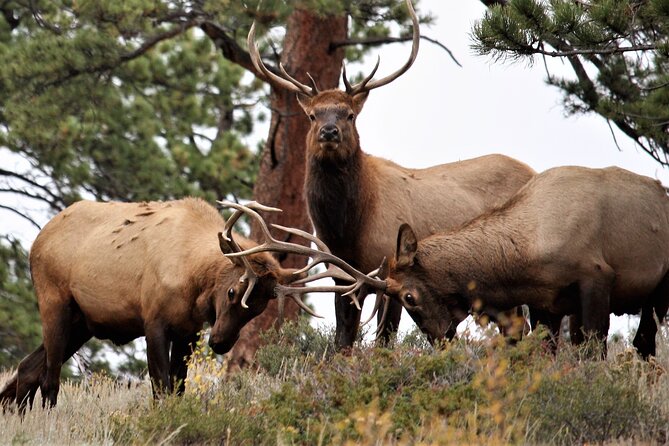 Rocky Mountain National Park - Private Sightseeing Tour - Park Features and Seasonal Insights