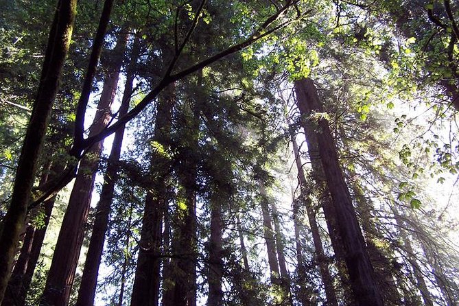 San Francisco: Guided Tour of Coastal Redwoods & Wine Country - Final Thoughts