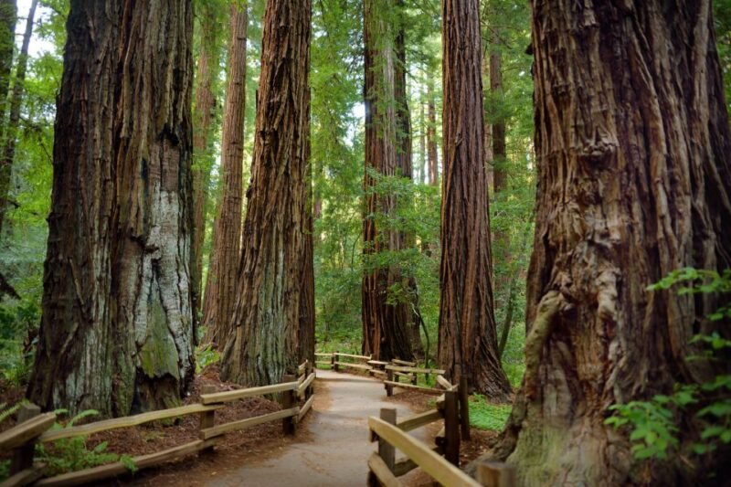 San Francisco: Private Muir Woods and Sausalito Tour - The Bottom Line