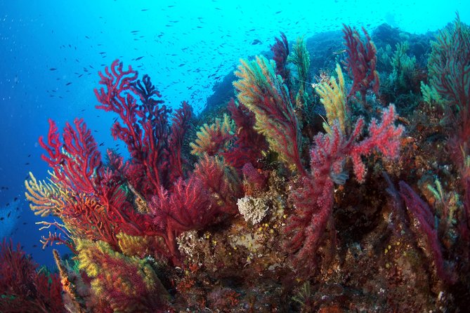 Scuba Diving in Calabria, Italy - Flexible Cancellation Policy