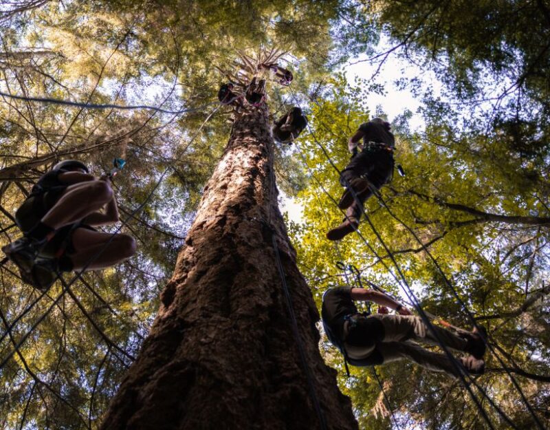 Silver Falls: Old-Growth Tree Climbing Adventure - Exploring Silver Falls: Old-Growth Tree Climbing Adventure