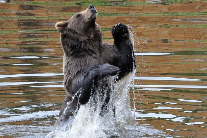 Sitka Sightseeing Tour Including Fortress of the Bear and Totem Poles - Frequently Asked Questions