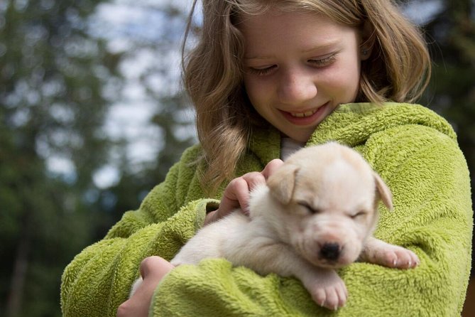 Sled Dog Discovery in Juneau - Accessibility and Group Size Considerations