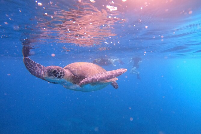 Snorkeling and Boat Tour in a Turtle Area - Addressing Areas for Improvement