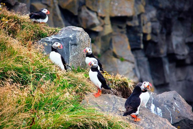 South Coast Small-Group Tour From Reykjavik - Exploring the Natural Wonders of Icelands South Coast