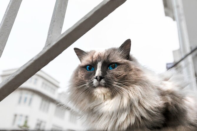 The Reykjavik Cat Walking Tour - Wheelchair and Stroller Accessibility