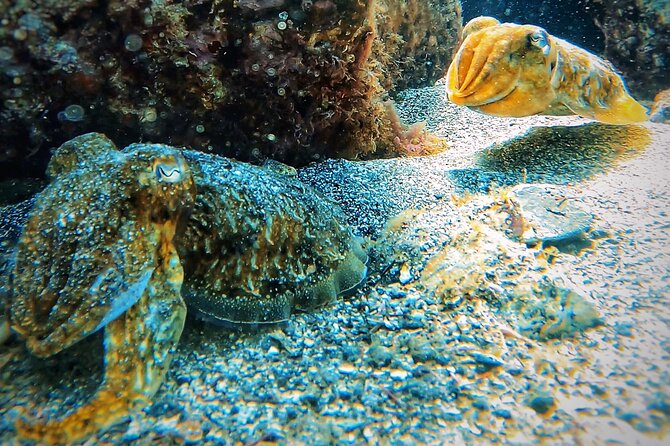 Underwater Tenerife – 1-on-1 Personalized Scuba Diving Adventure - Additional Services and Photography Packages