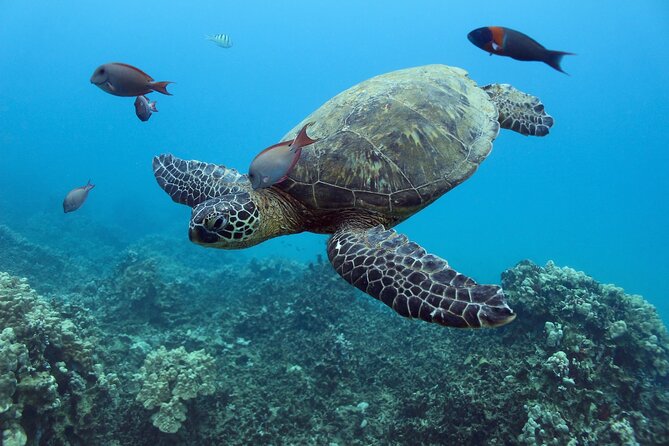 Waikiki Turtle Canyon Snorkeling With Lunch and Hula Show - Customer Feedback and Recommendations