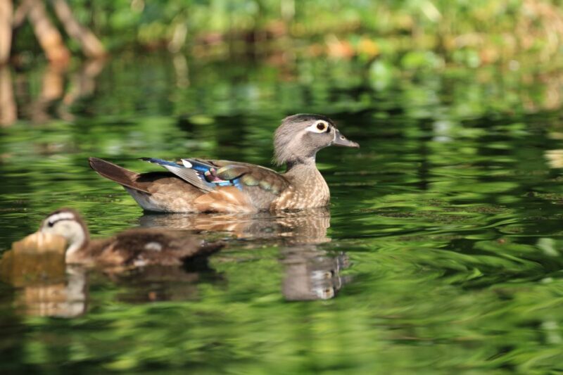 Wekiva Wildlife kayaking Adventure Tour - The Sum Up: Is It Worth It?