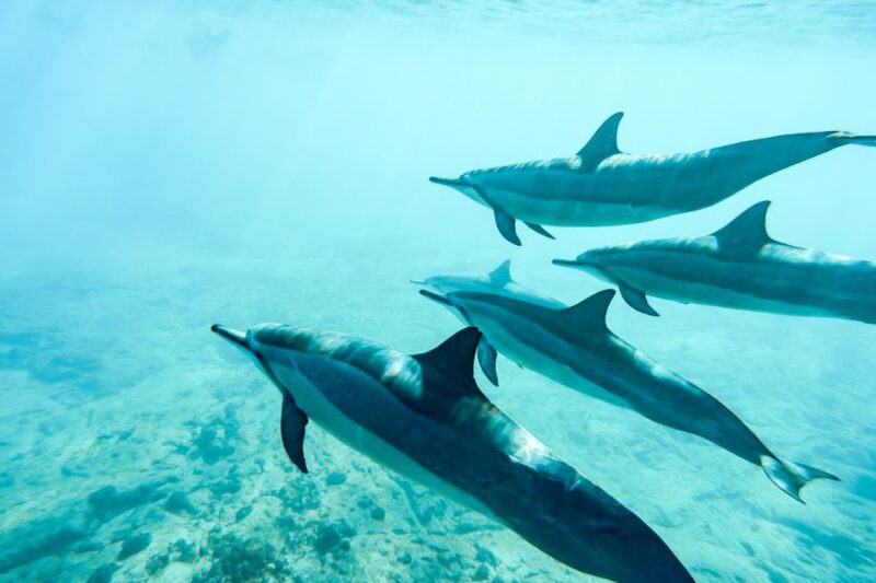 West Oahu: Turtles, Dolphins, and Snorkeling Tour with Lunch - FAQ