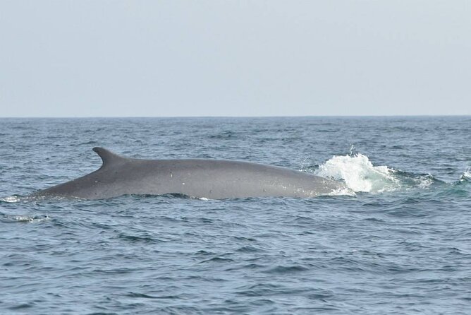 Whale and Dolphin Watching Tour on Pico Island - Frequently Asked Questions