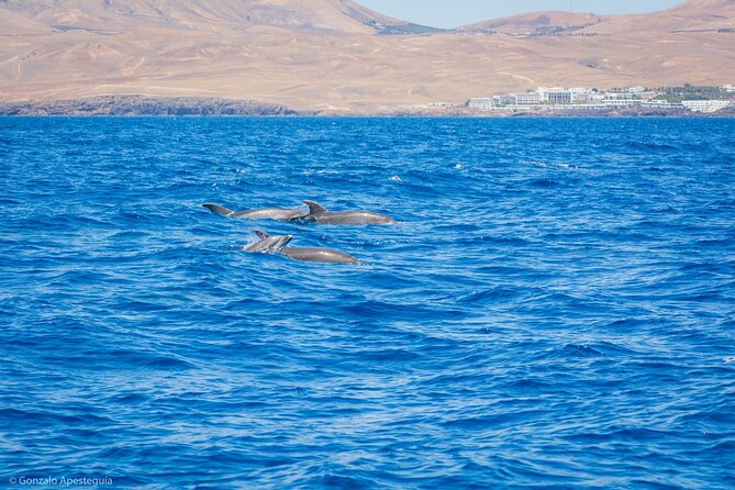 Whale & Dolphin Observation on Silent Catamaran With Hydrophone - Commitment to Whale Preservation Efforts