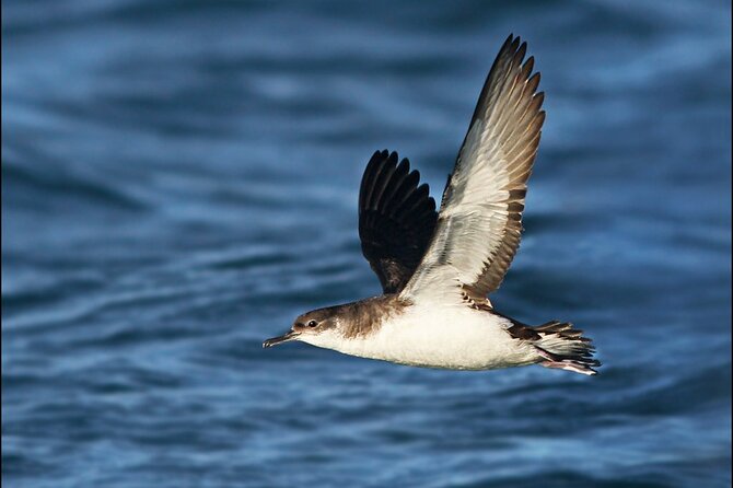 Whale Watching and Marine Life Tour in Reykjavik - Comfortable Boat and Friendly Staff