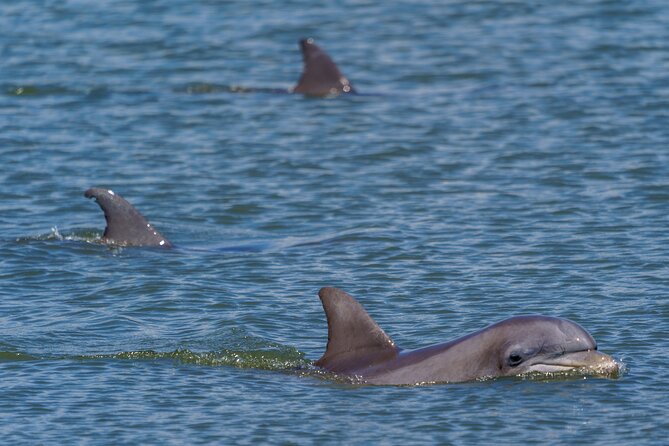 2 Hours Dolphin Eco Tour - Frequently Asked Questions
