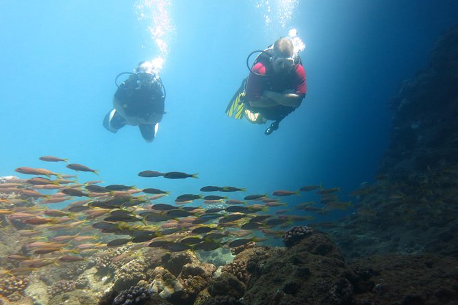 Beginner Scuba Dive in Lahaina: Swimming Required - Additional Information