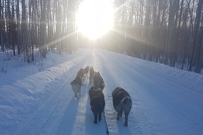 Dog Sled Adventure - Reviews and Ratings Highlights